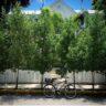 Conocarpus tree harmful effects [2023]